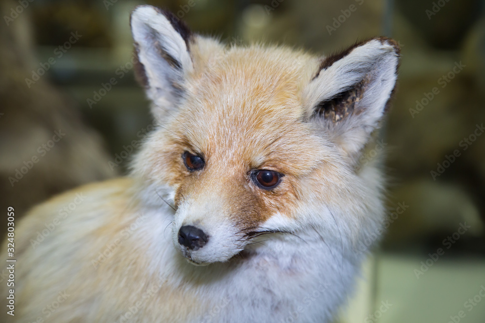 Portrait of a beautiful furry predator Turkestan red Fox (Vulpes vulpes ...