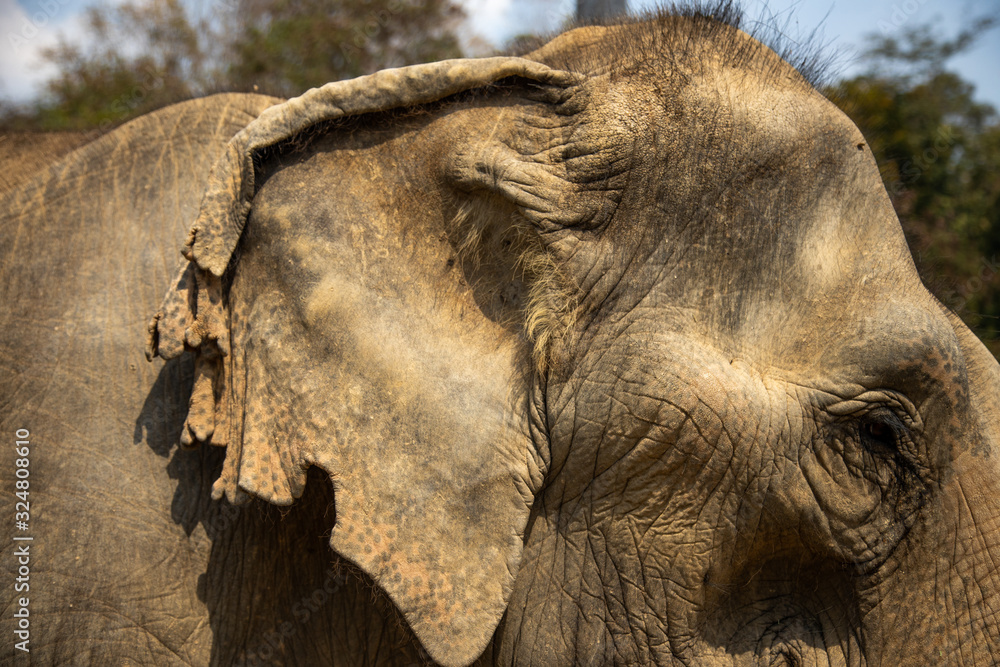 Old elephant in Chiang Mai Thailand Stock Photo | Adobe Stock