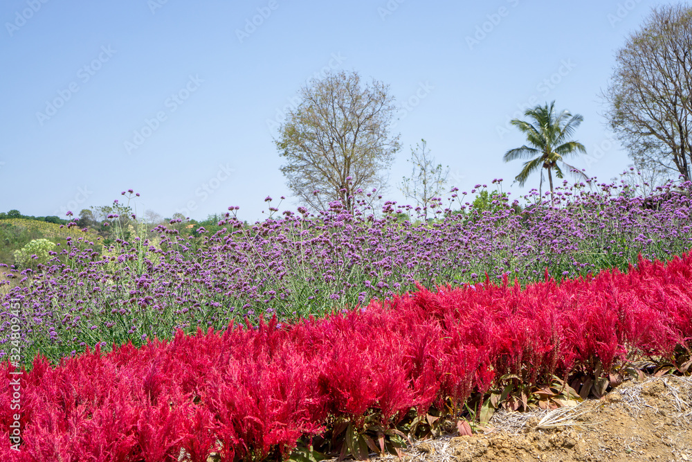 Field of red Plumed Celusia or Wool Flower and purple Vervian or ...
