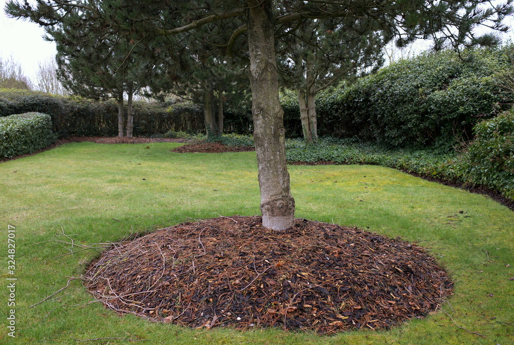 Coniferous trees in a park with mounds of mulch around the base ...