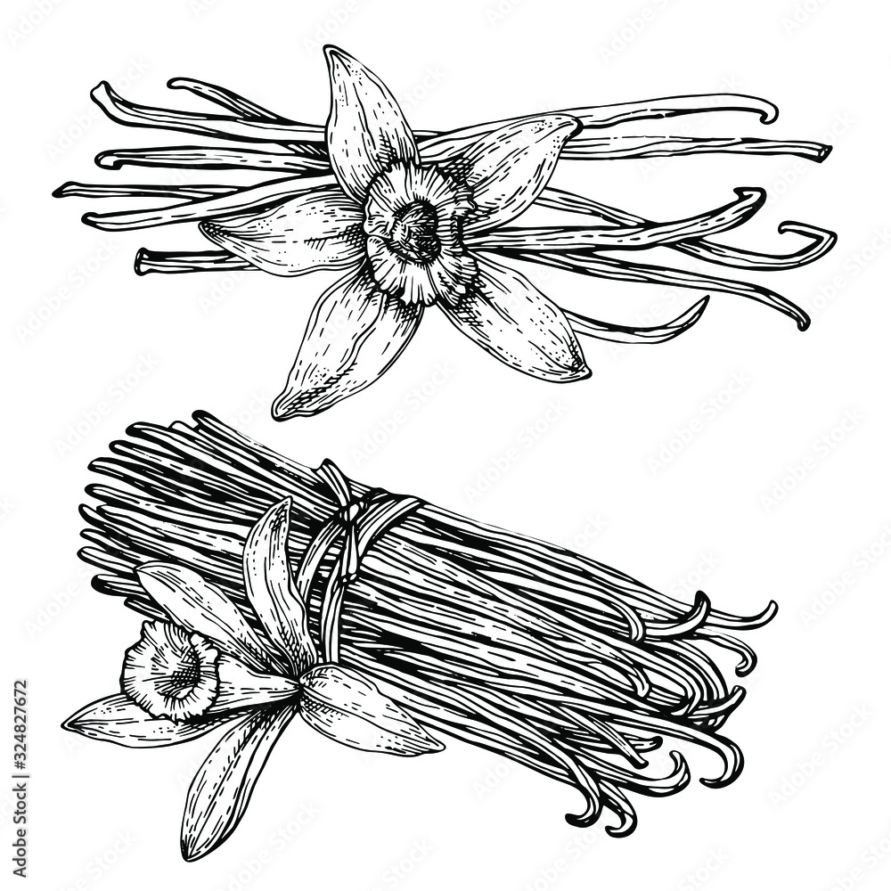Vanilla pods, sticks with Vanilla flower. Hand drawing sketch isolated ...