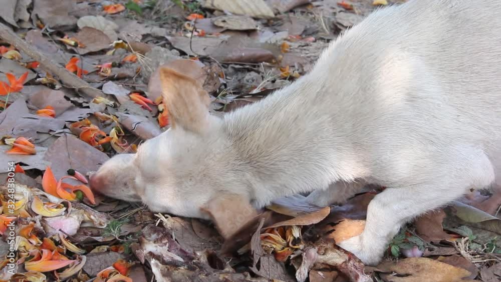 Homeless mother white dog eating bone on the ground with dried leaves ...