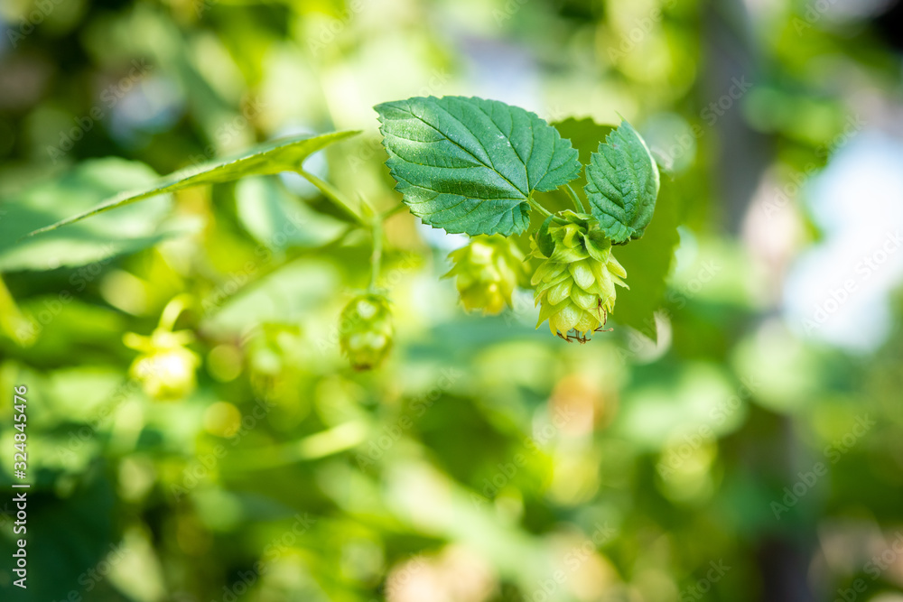 Green fresh Hop flowers and leaves growing in hop yard.(Humulus lupulus ...