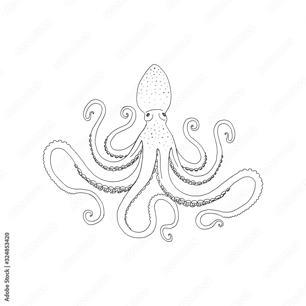 Elegant linear illustration of octopus isolated on white background ...