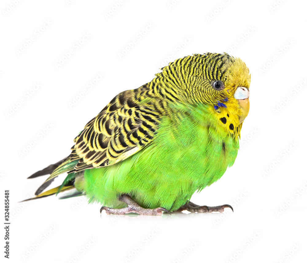 green budgie isolated on white background Stock Photo | Adobe Stock
