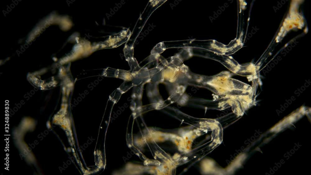 Pantopoda or pycnogonids sea spider under a microscope, class ...