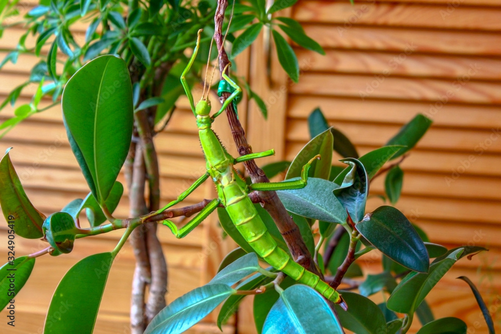 Dangerous green insect sits on a tree. Green stick insect sits on a ...