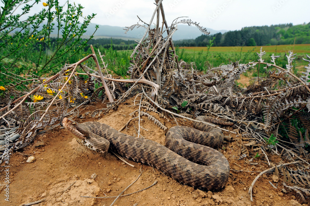 asp viper / Aspisviper (Vipera aspis hugyi), Calabria, Italy ...