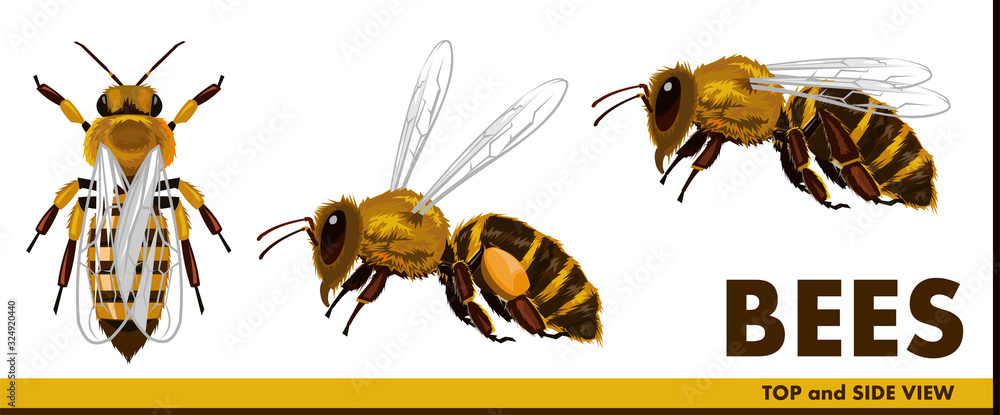 Honey bees. Realistic but simple style. Flat. Top view and side view ...