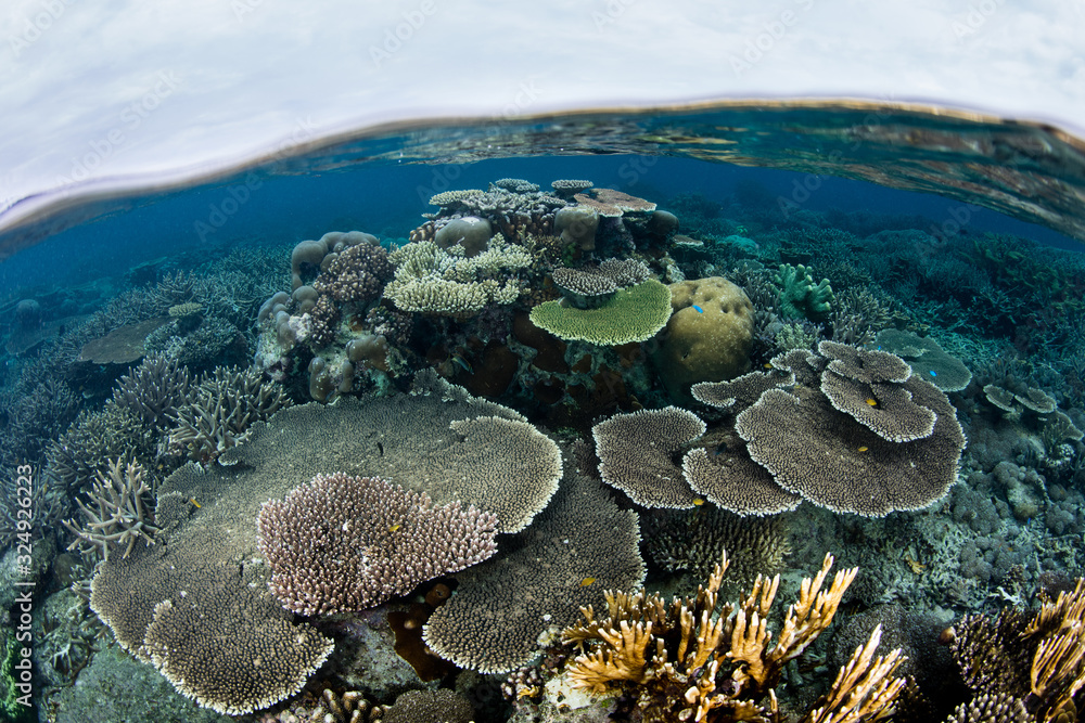 Healthy coral reefs fringe remote limestone islands amid Raja Ampat ...