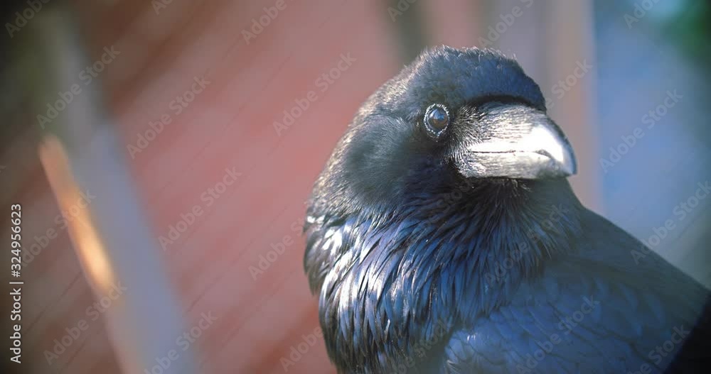 Corvus corax clarionensis. Large common raven head closeup. Black raven ...