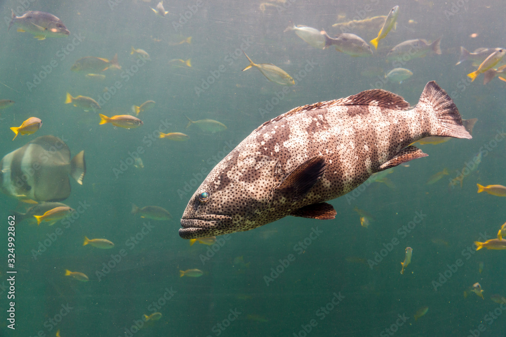 Giant grouper. a large saltwater fish of the grouper family found in ...