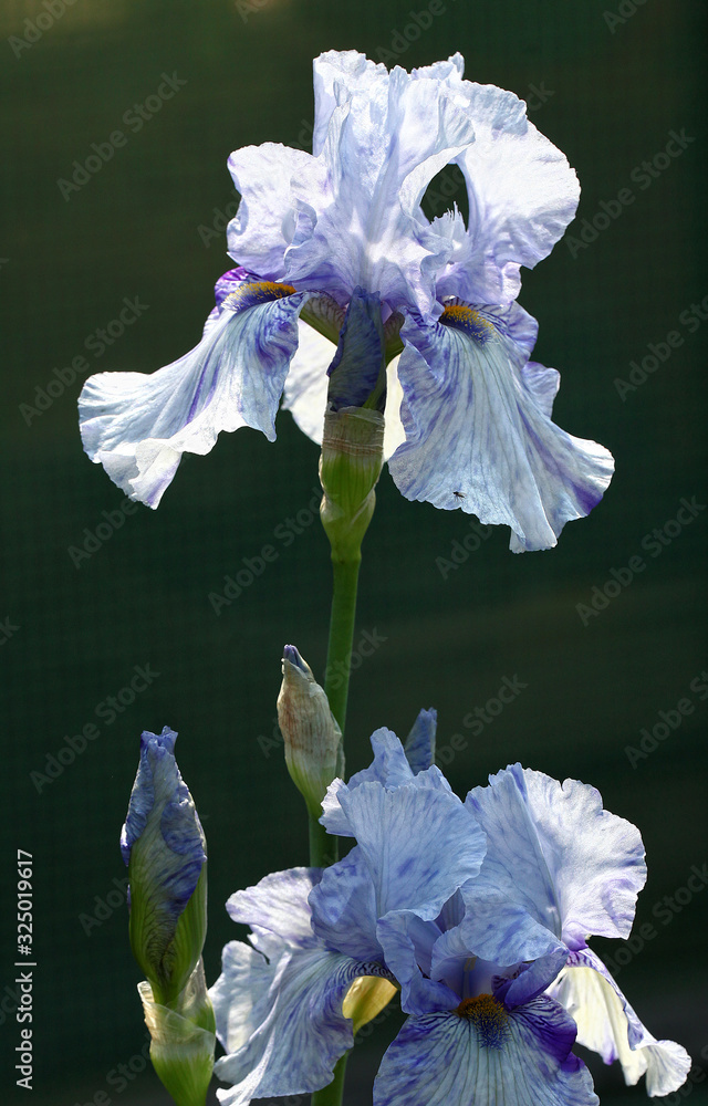 Weiße - Lilane Iris barbata - Schwertlilien Blüte zeigt ihre ganze ...