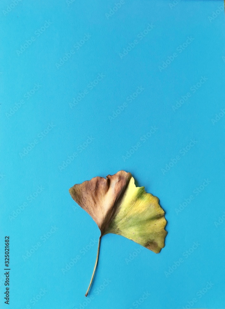 kidney shaped leaves, world kidney day, National Organ Donor Day ...