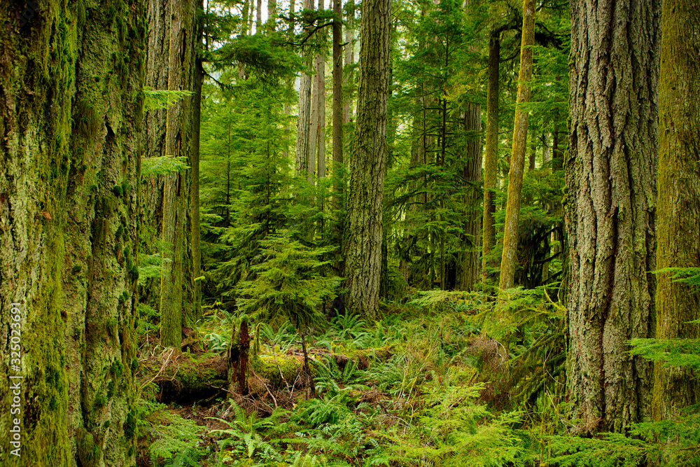 MacMillan Provincial Park. The park is home to a famous, 157 hectare ...