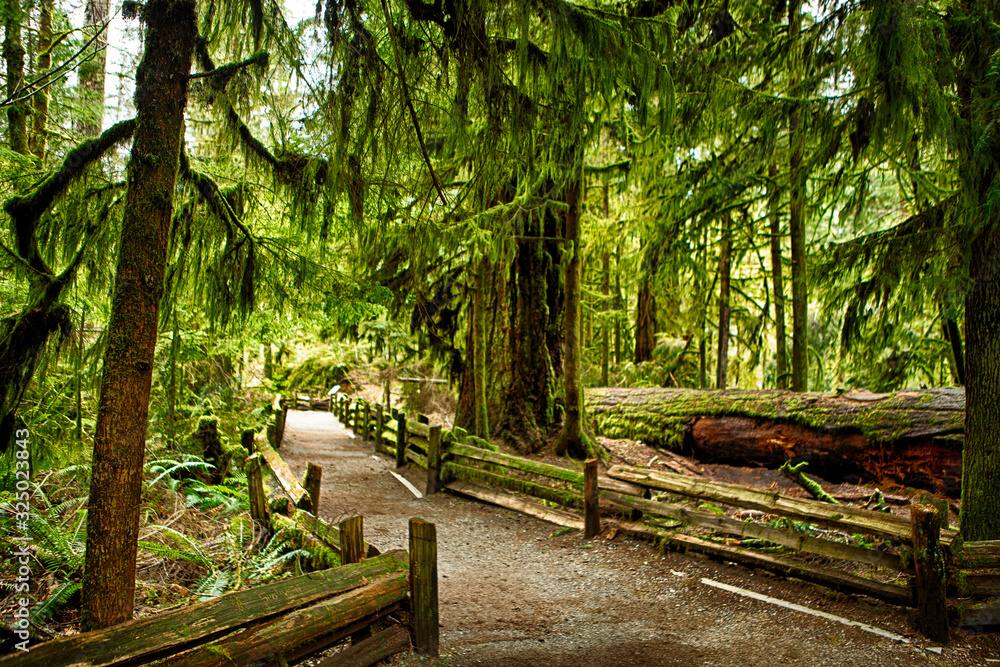 Path in the MacMillan Provincial Park. The park is home to a famous ...