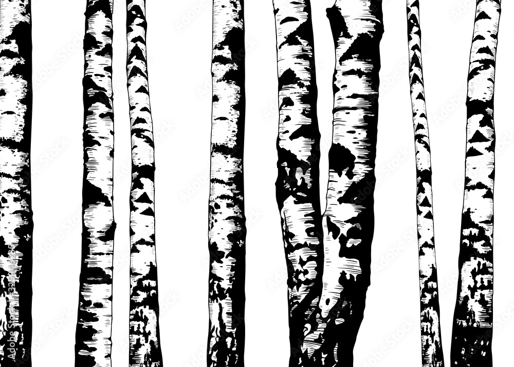 .Birch trees. Vector background. Hand drawn vector illustration in ...