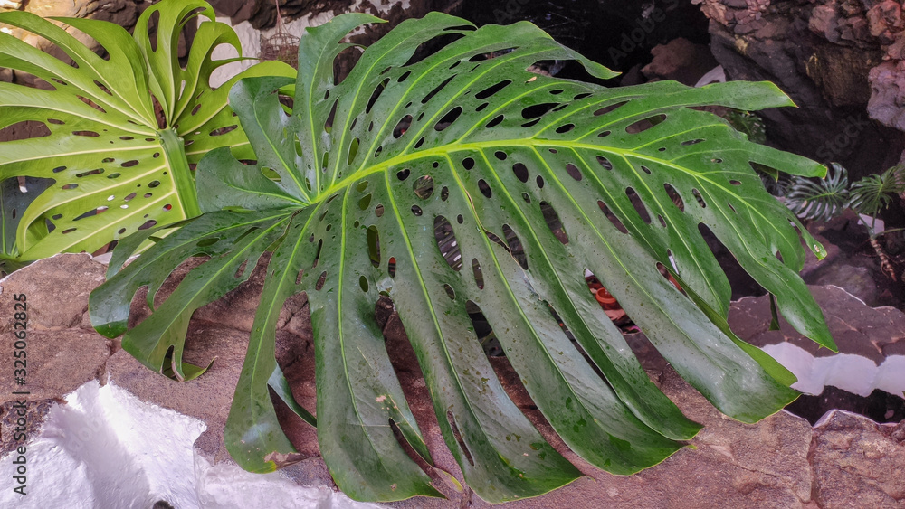 Espectaculares hojas verdes de la planta Monstera Deliciosa, conocida ...