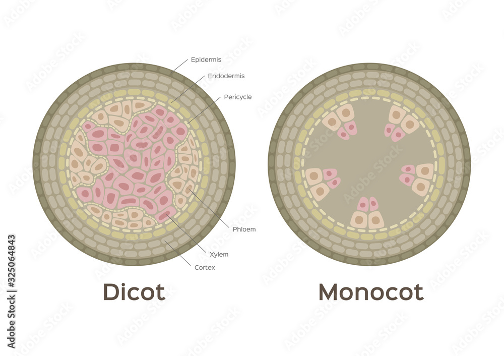 Monocot Dicot Root