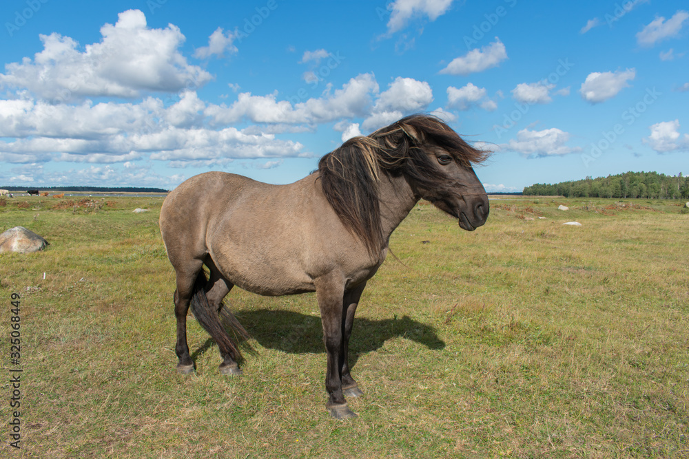 Wild konik polski or Polish primitive horse at Engure Lake Nature Park ...