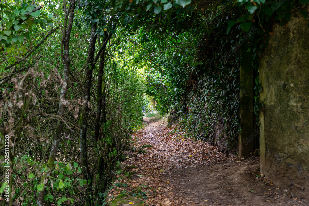 Verdure et bordure sur un chemin de campagne bucolique Stock Photo ...