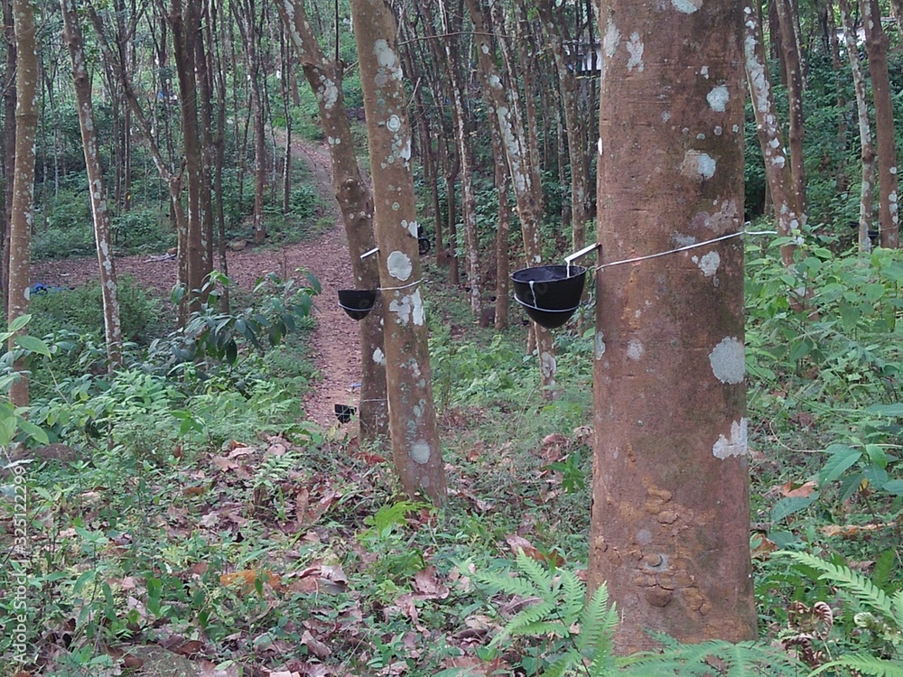 Rubber tree , Hevea brasiliensis, the Pará rubber tree, sharinga tree ...