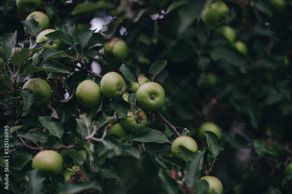 apple tree with green apples Stock Photo | Adobe Stock