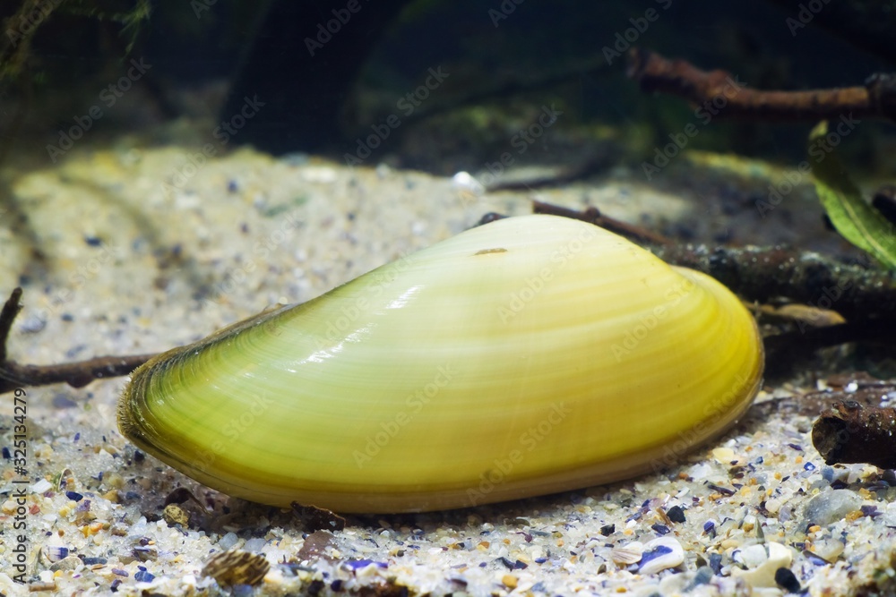 painter's mussel, important aquatic freswater bivalve mollusk on sand ...