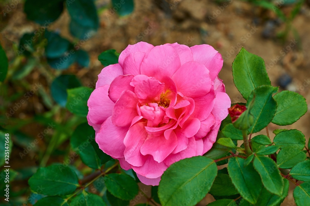 Blooming one large pink rose major on a branch with green leaves on a ...