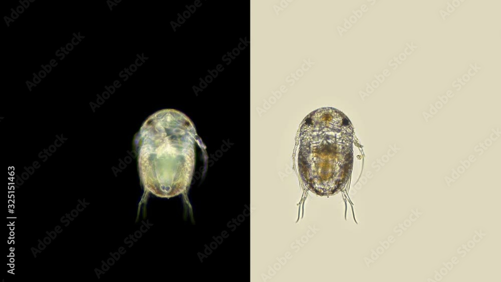 Microscope larva under a microscope, parasitic isopod Epicaridea ...