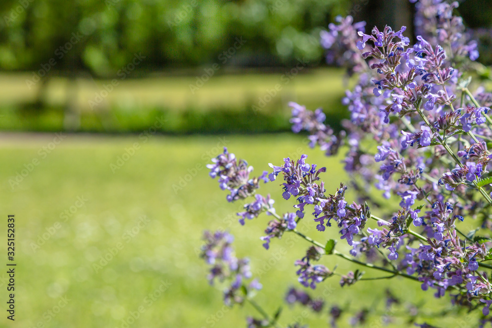 Nepeta cataria in garden. Blue flowers of Nepeta in garden. Stock Photo ...