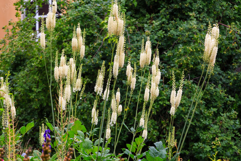 Actaea heracleifolia in garden. Growing medicinal plants in the garden ...