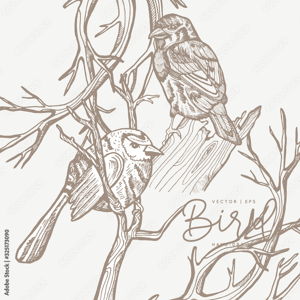 Vintage vector spring card. Birds on a branch. Monochrome. Line ...