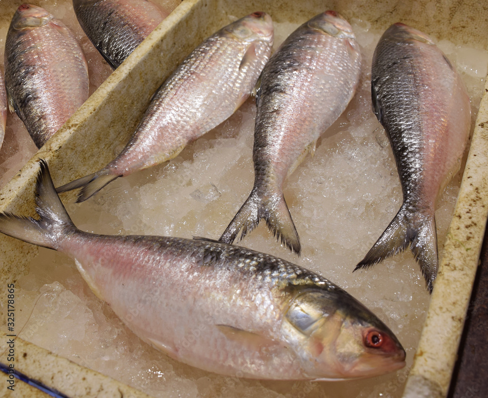 Fresh ilish (Tenualosa Ilisha) in a fish market Stock Photo | Adobe Stock