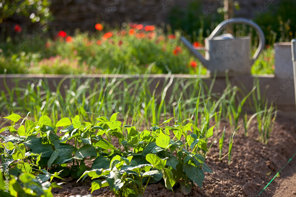 Petit jardin potager naturel. foto de Stock | Adobe Stock