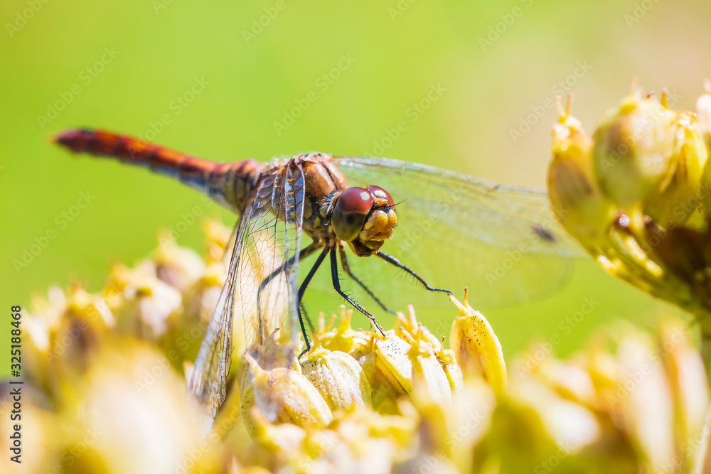 Sympetrum vulgatum Vagrant darter eating prey Stock Photo | Adobe Stock
