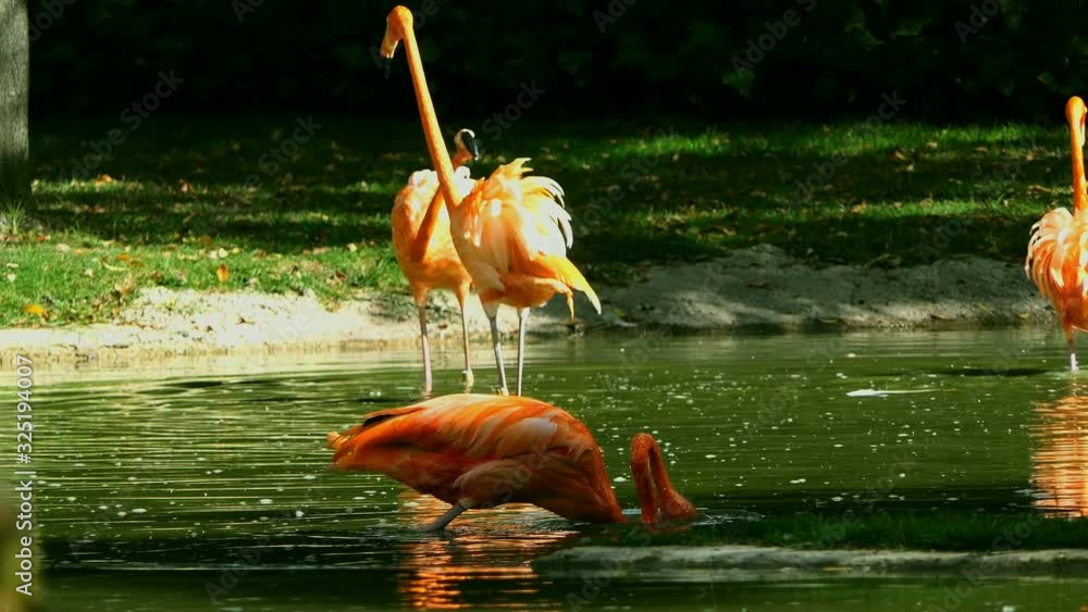 Pink Flamingo Birds Washing Themselves In Water 4k. Flamingo Birds In ...