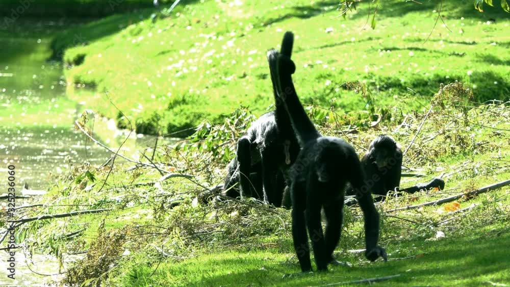 Geoffroy's Spider Monkey Relaxing with Friends. Funny Cute Monkeys ...