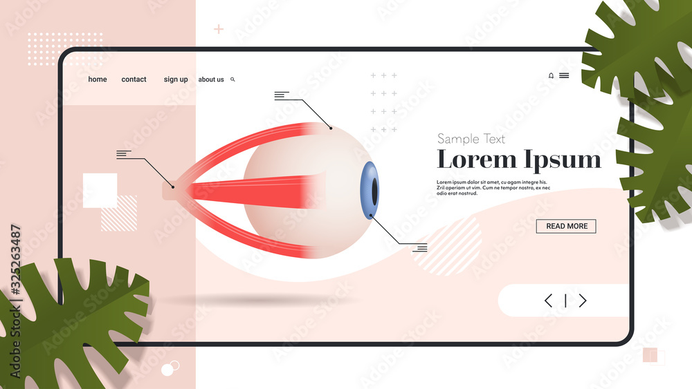human eye icon internal organ structure detailed eyeball medical ...