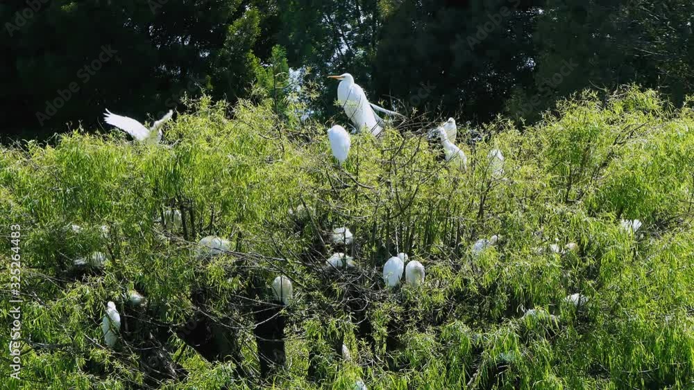 great egret birds flock. group of great white egret birds on the top of ...