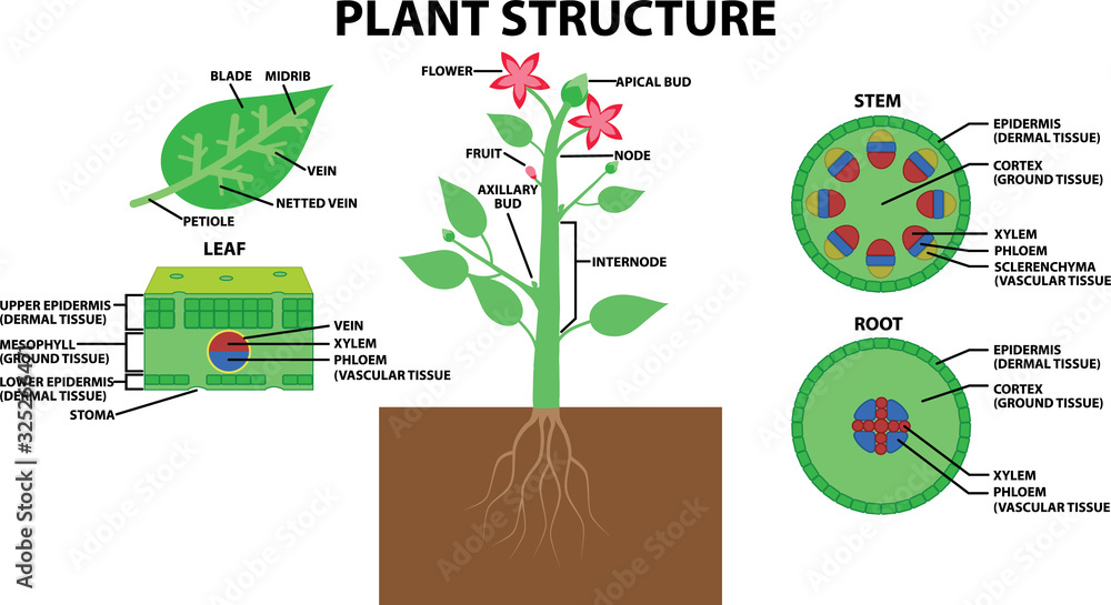diagram of a Plant structure Stock Vector | Adobe Stock