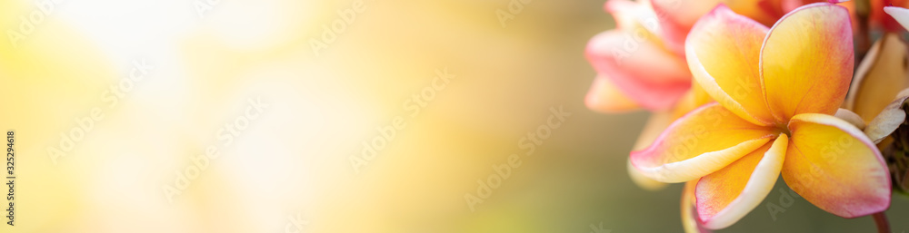 Nature of flower in garden using as cover page background natural flora ...