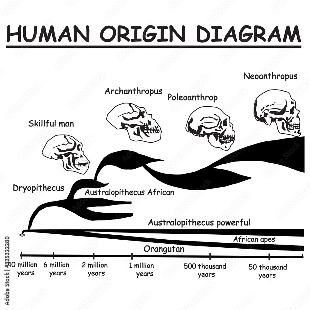 Evolution of the skull. Human origin diagram. Neoanthropus ...