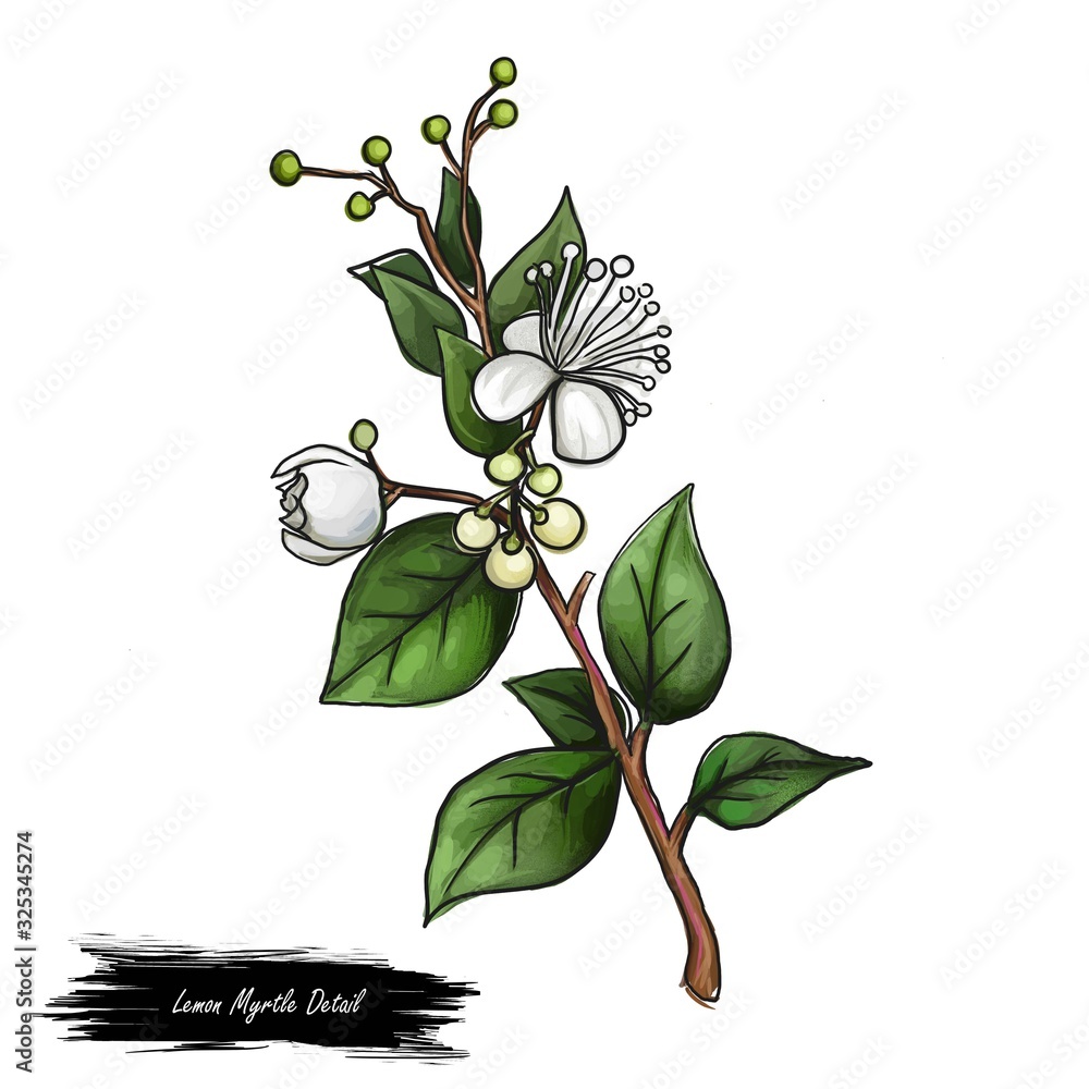 Lemon Myrtle Detail isolated digital art illustration. Flowers on green ...