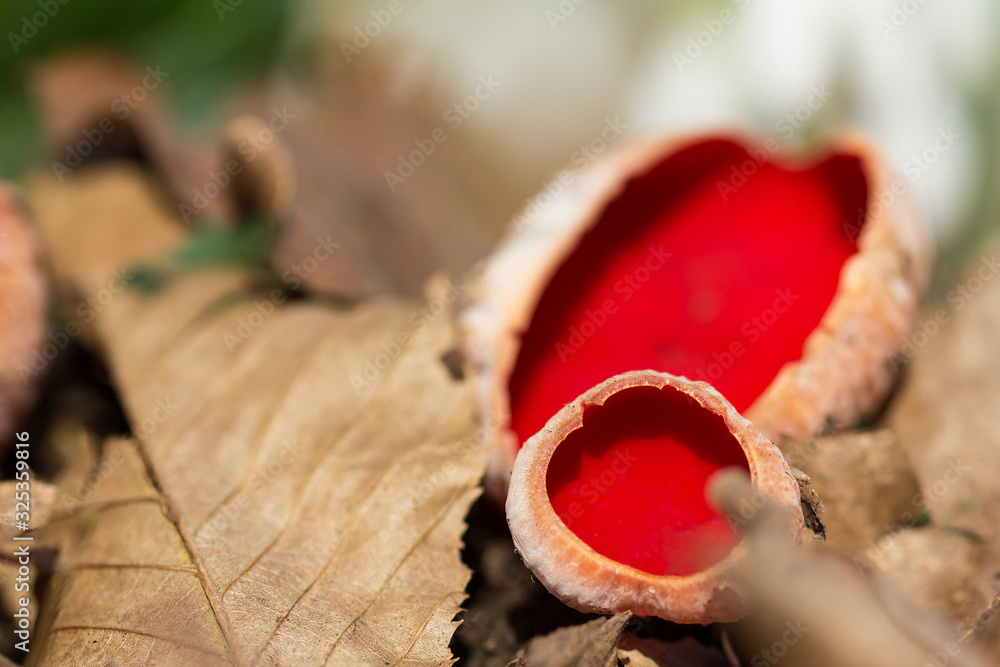 Red mushroom Scarlet elf cup (Sarcoscypha sp.) red fungi Sarcoscypha ...