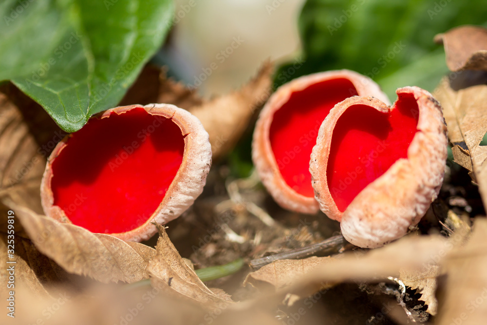 Red mushroom Scarlet elf cup (Sarcoscypha sp.) red fungi Sarcoscypha ...