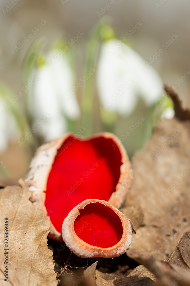Red mushroom Scarlet elf cup (Sarcoscypha sp.) red fungi Sarcoscypha ...