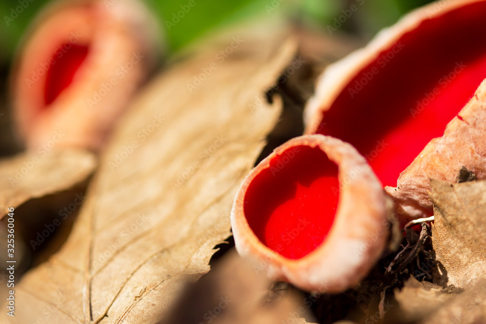 Red mushroom Scarlet elf cup (Sarcoscypha sp.) red fungi Sarcoscypha ...