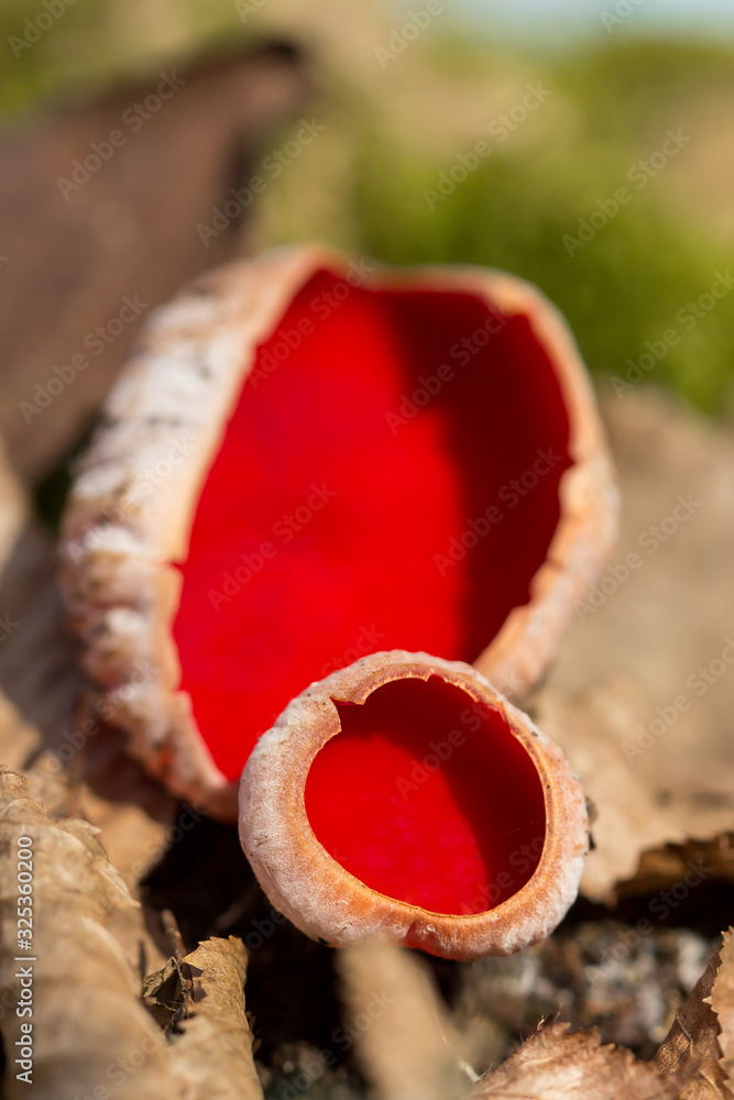 Red mushroom Scarlet elf cup (Sarcoscypha sp.) red fungi Sarcoscypha ...