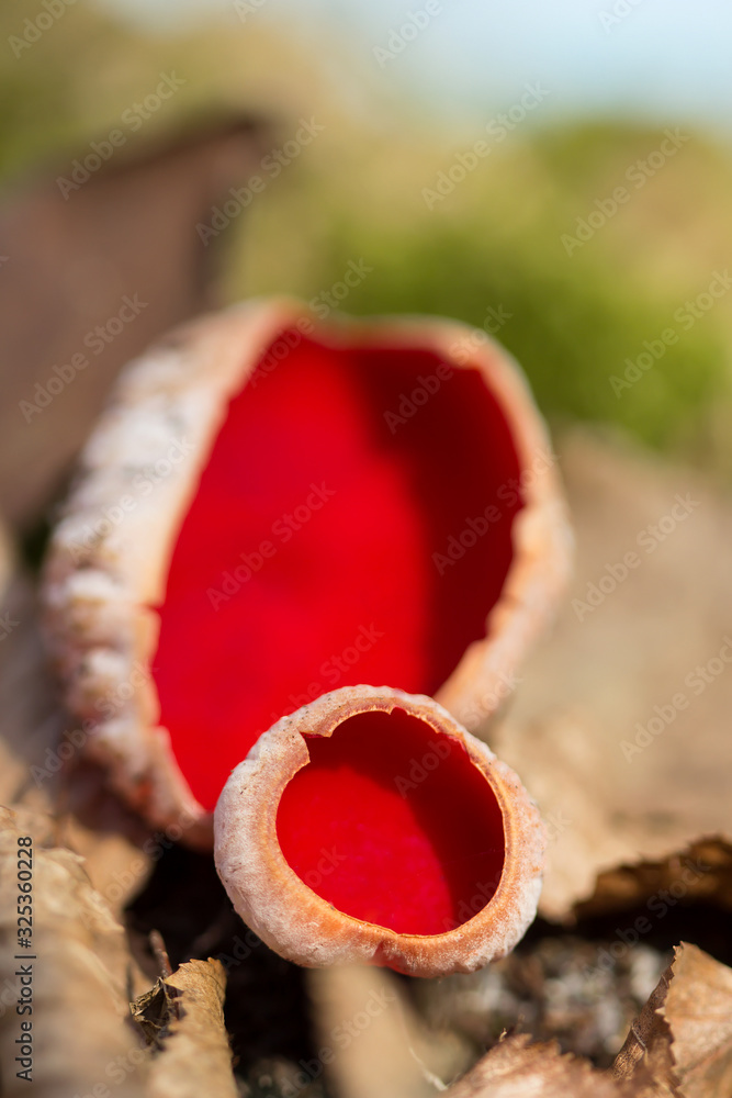 Red mushroom Scarlet elf cup (Sarcoscypha sp.) red fungi Sarcoscypha ...